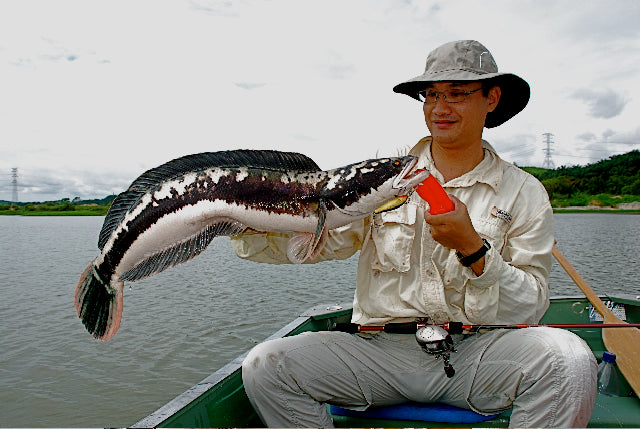 Toman Fishing Guide – Halco Lures USA