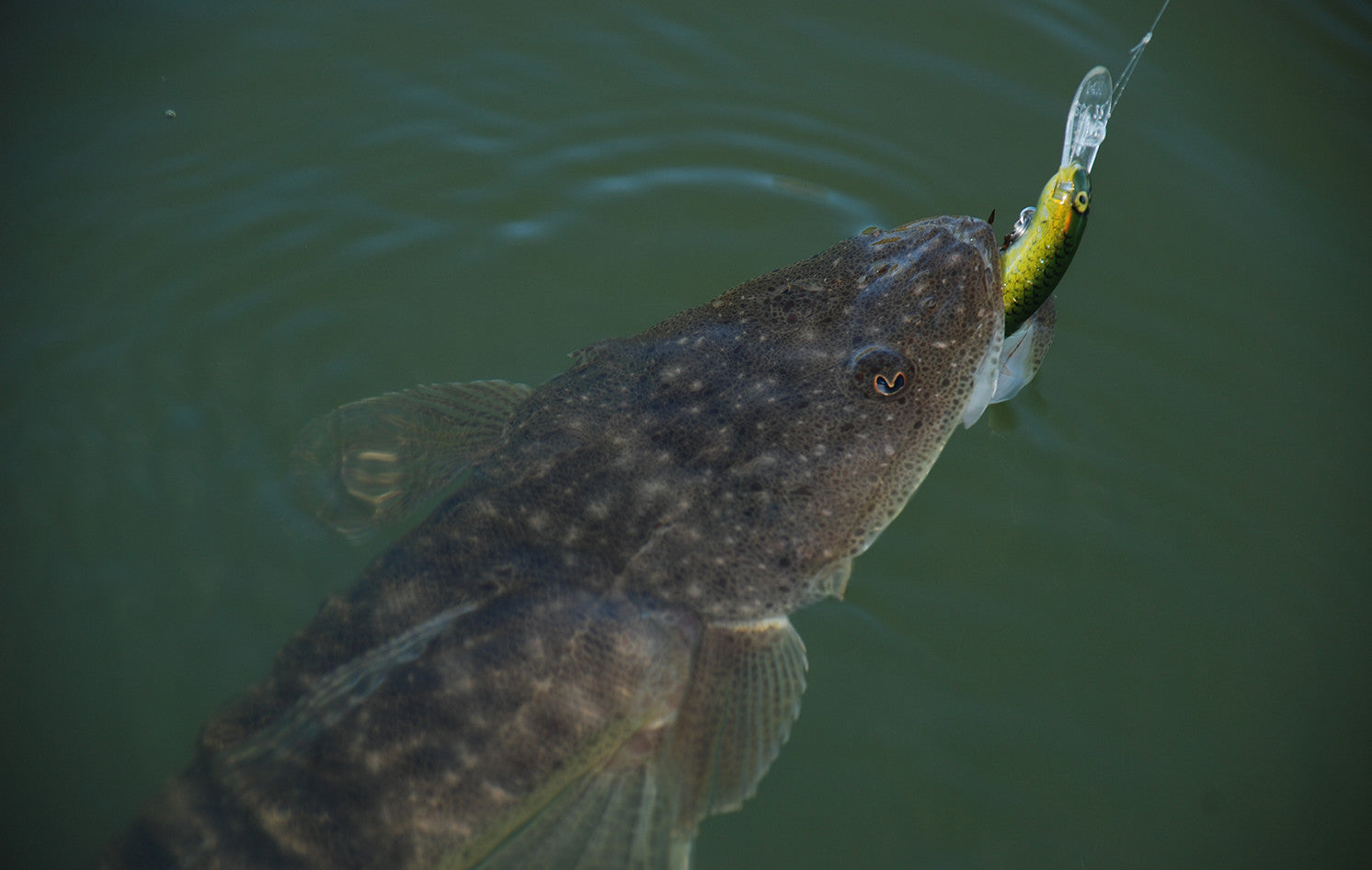Flathead Fishing Guide – Halco Lures USA