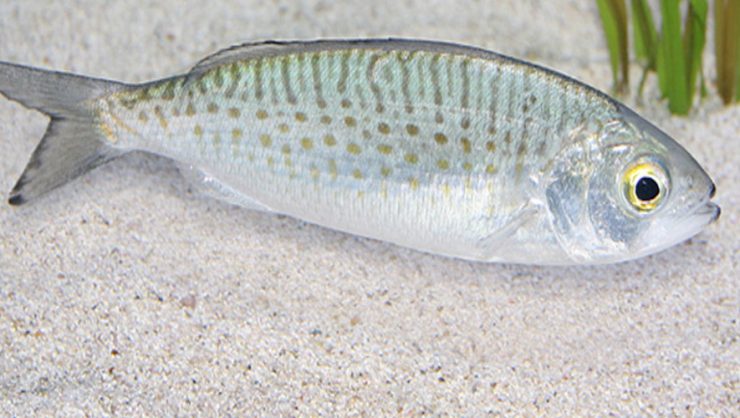 Herring (Tommy Rough) Fishing Guide – Halco Lures USA