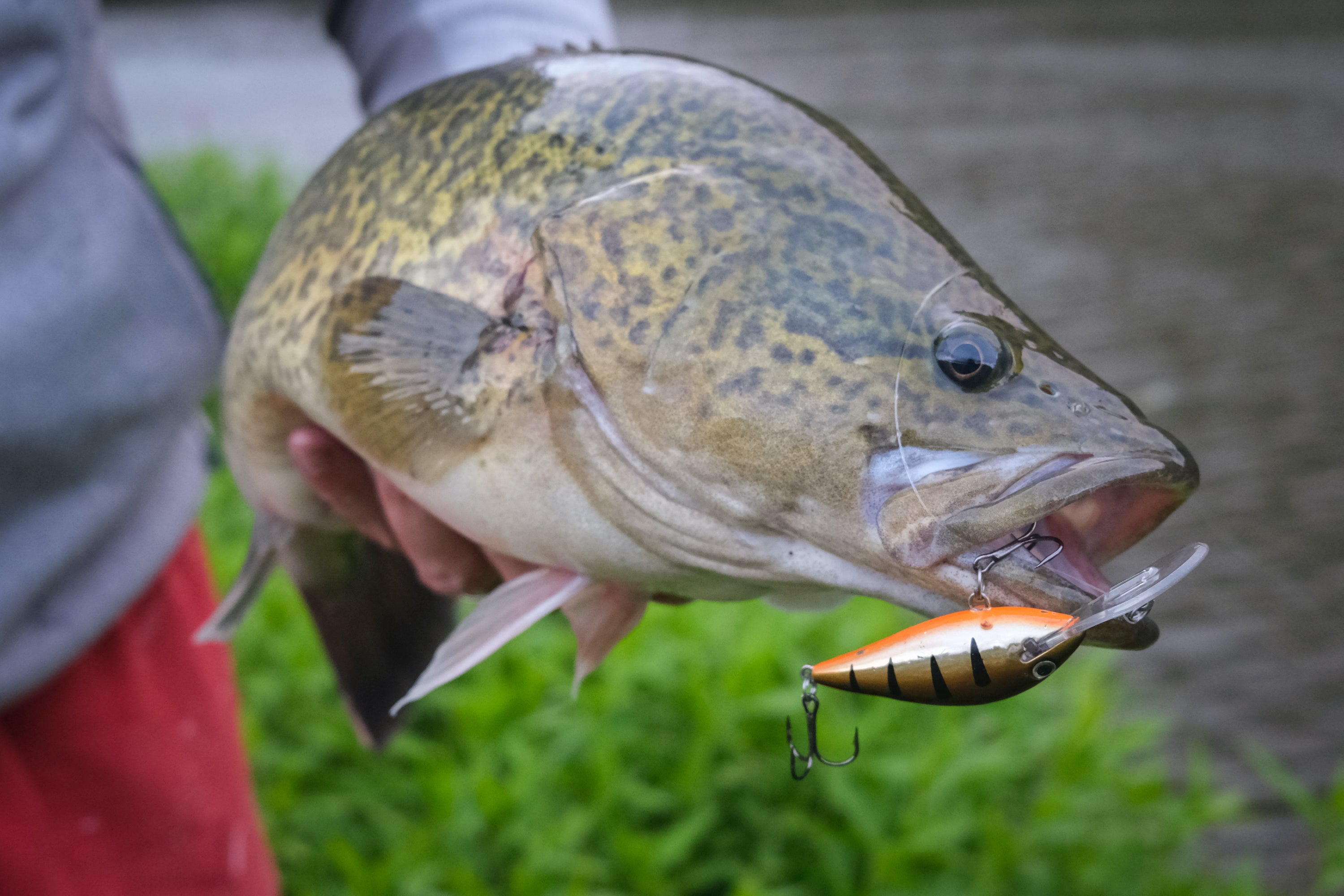 Tilsan Lures – Halco Lures USA